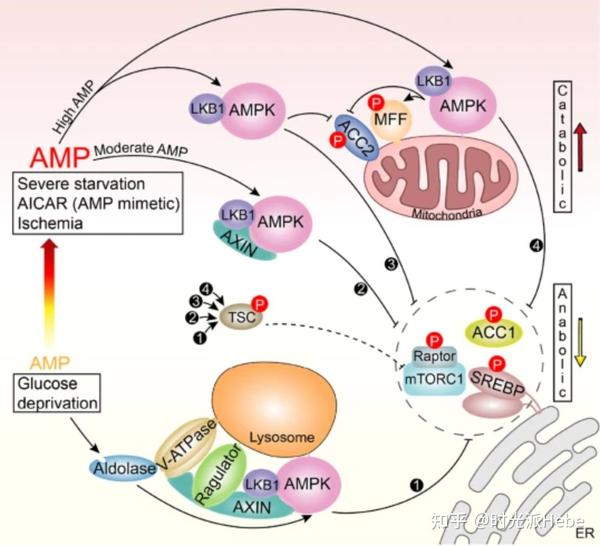 厦大林圣彩院士研发全新AMPK激活剂：控糖减肥健康延寿，男女皆宜 - 知乎