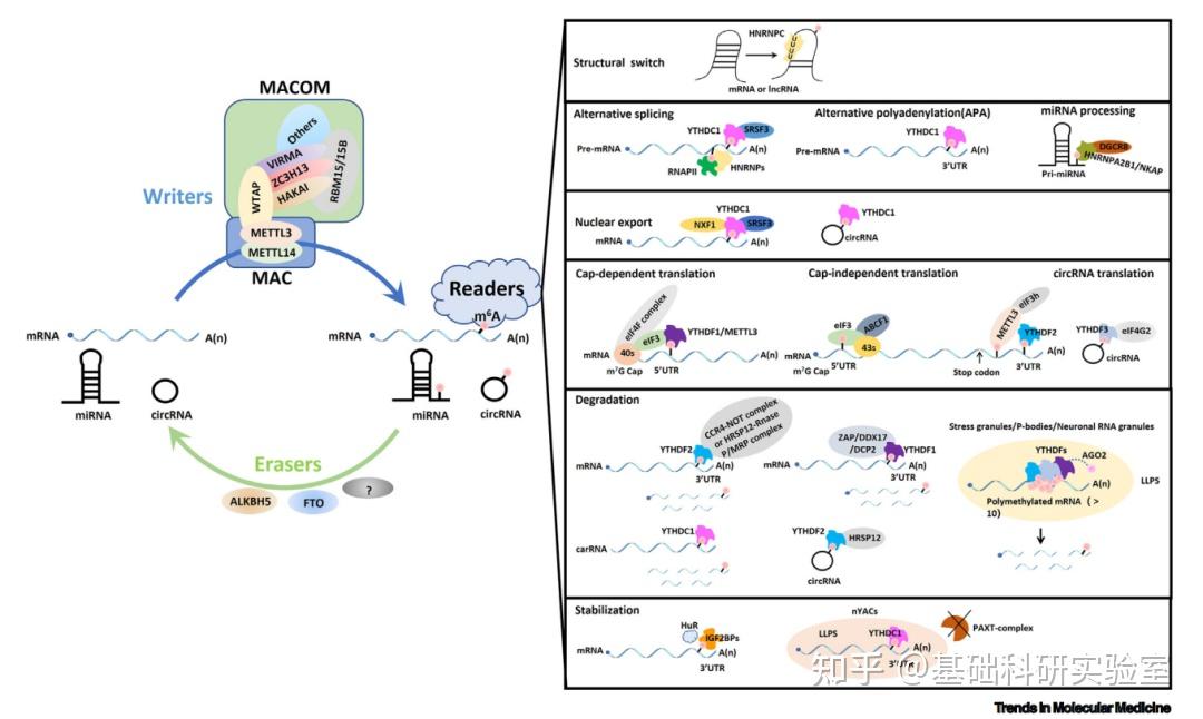最新综述！m6A修饰调控机制总结【值得收藏】 - 知乎