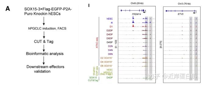 多篇文章解析CUT&Tag技术应用场景 - 知乎