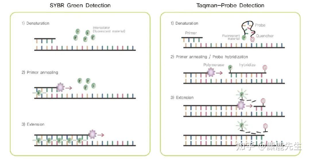 实时荧光定量PCR（qPCR）：原理、步骤、荧光标记物、优势和用途 - 知乎
