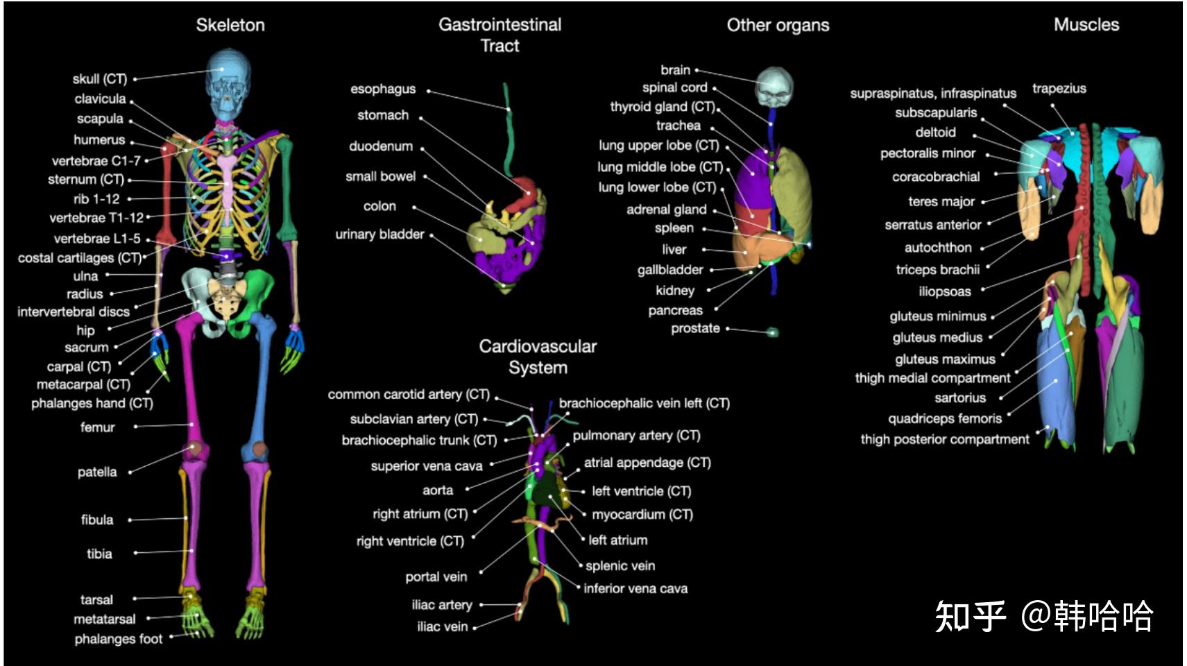 Python版：TotalSegmentator 安装与使用指南 - 知乎