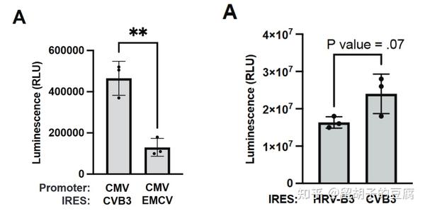 VLP递送Tornado系统表达的circRNA,实现更长久的蛋白表达 - 知乎
