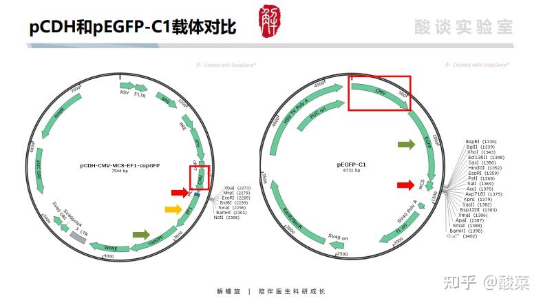 师姐做RNA抽提、RT-qPCR、WB等实验竟然可以这样操作！看完直接震惊我一年…… - 知乎