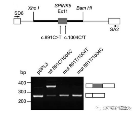 mRNA异常剪接体外验证实验—Minigene splicing assay - 知乎