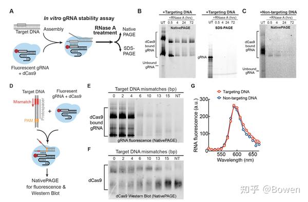 基于CRISPR-Cas13系统的活细胞RNA成像工具 - 知乎