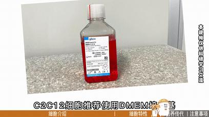 C2C12细胞培养，小鼠成肌细胞培养攻略-丰晖生物 - 知乎