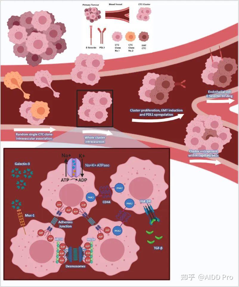循环肿瘤细胞：好处、坏处与丑陋 - 知乎