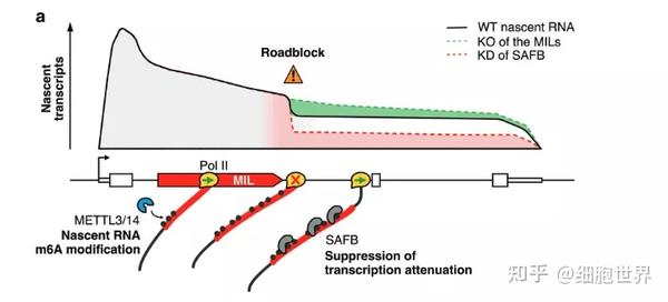 Cell Research | 李文博团队揭示m6A对于LINE-1 RNA调控的新机制 - 知乎