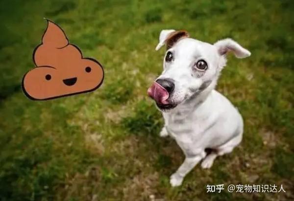 狗狗之所以会吃 大便”，其实是想告诉你这几件事 知乎
