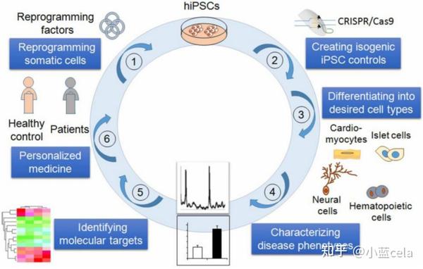 诱导多能干细胞(iPSCs)在疾病建模中的应用前景 - 知乎