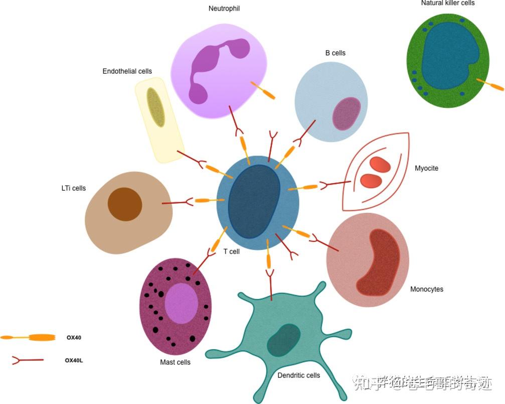 OX40-OX40L信号通路 - 知乎