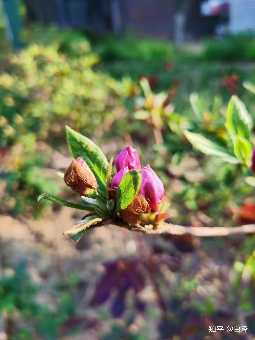 植物20-锦绣杜鹃 - 知乎