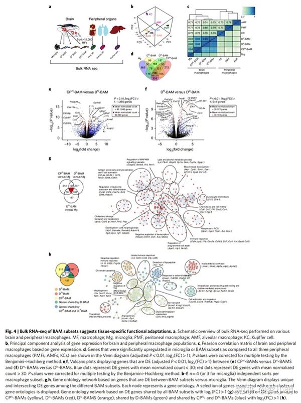 NID205_A single-cell atlas of mouse brain macrophages - 知乎