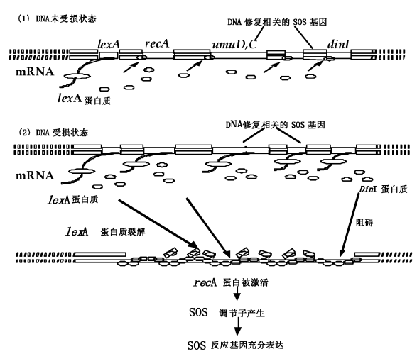 新品推荐 | SOS/umu遗传毒性检测试剂盒 - 知乎