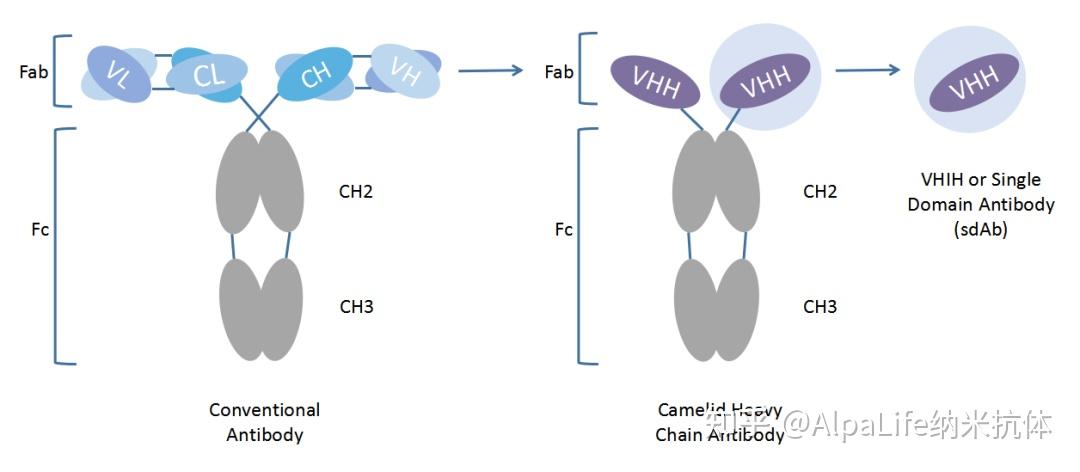 纳米抗体制备技巧分享 - 知乎