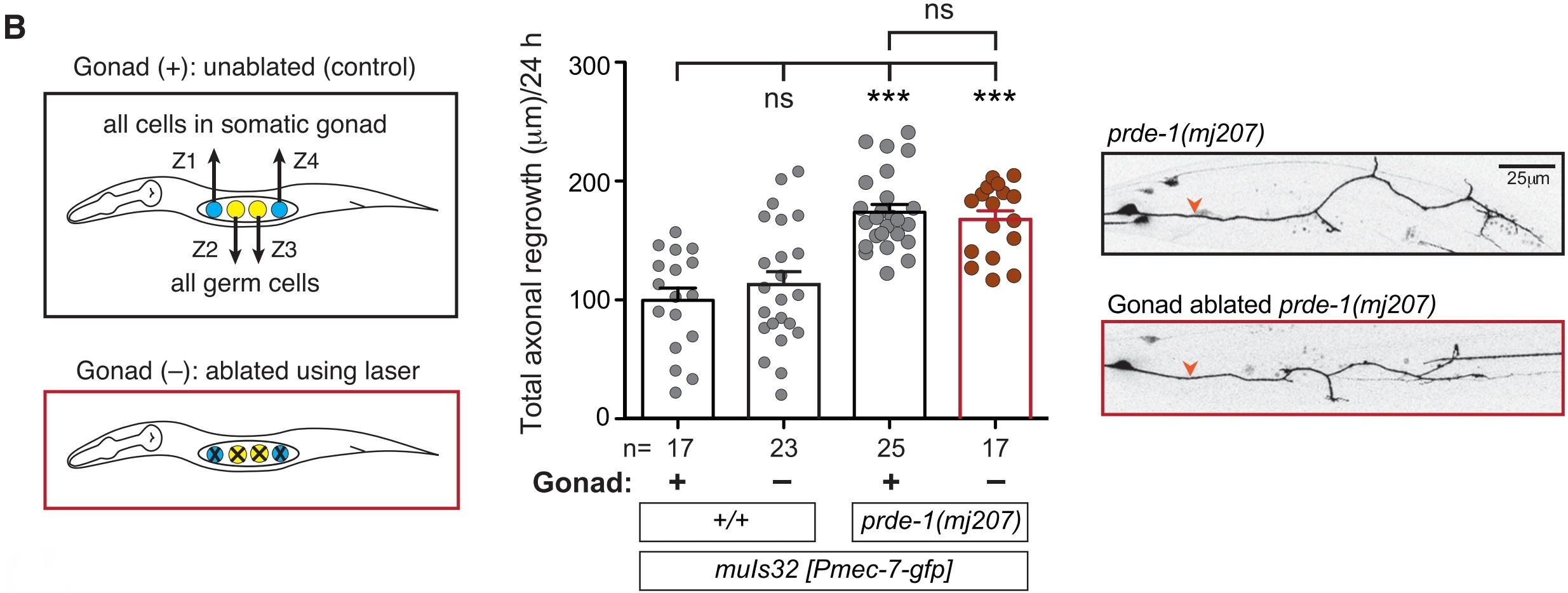 RNA干扰（一）——mi-！si-！pi-！ - 知乎
