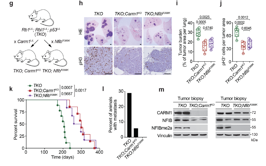 Nat Commun︱德州大学安德森癌症研究中心科研团队发现蛋白甲基转移酶CARM1可作为小细胞肺癌的有效治疗靶点 - 知乎