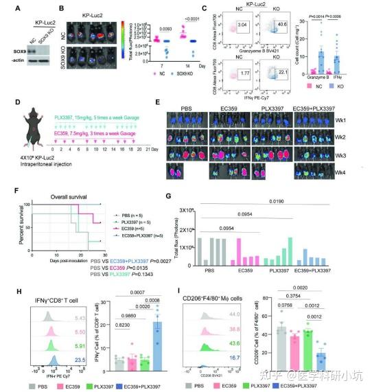 Gut：上皮SOX9通过促进免疫抑制肿瘤微环境驱动胃腺癌的进展和转移 - 知乎