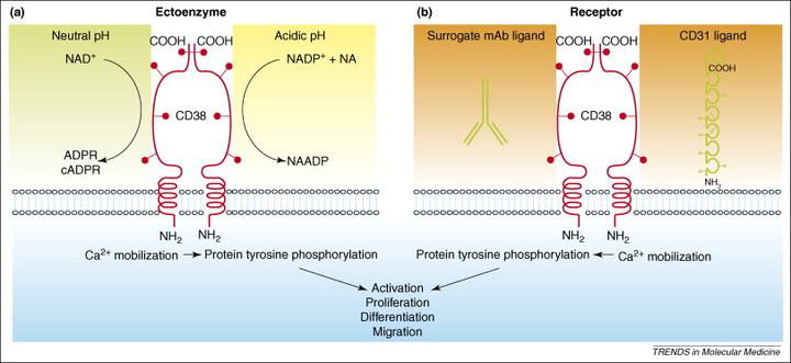 CD38靶点简介：具有免疫抑制作用的特异性蛋白 - 知乎
