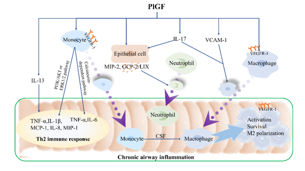 Genes Dis 综述︱黄丹/刘格格/吴东等评述胎盘生长因子（PlGF）：哮喘治疗的潜在靶点 - 知乎