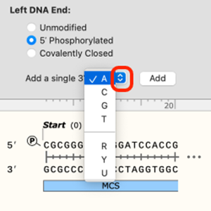 如何编辑DNA末端？_SnapGene - 知乎
