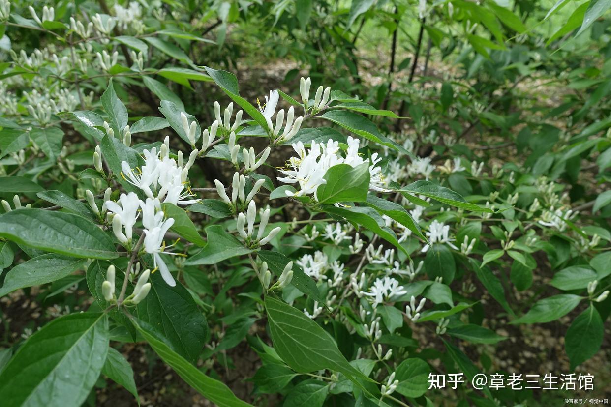 每天认识一种中草药——威灵仙 知乎