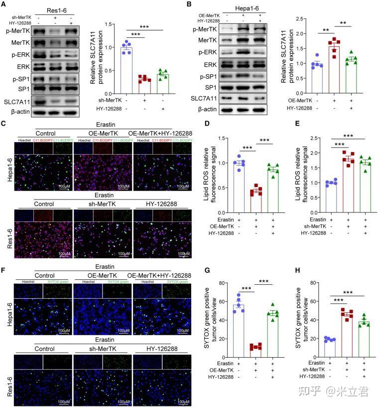 Cell Reports Medicine｜MER原癌基因酪氨酸激酶（MerTK）通过增强铁死亡和免疫反应来治疗肝细胞癌 - 知乎