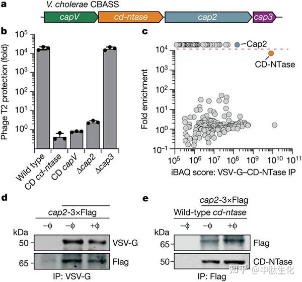 Nature：揭示细菌中的泛素转移酶启动抗病毒免疫反应机制 - 知乎