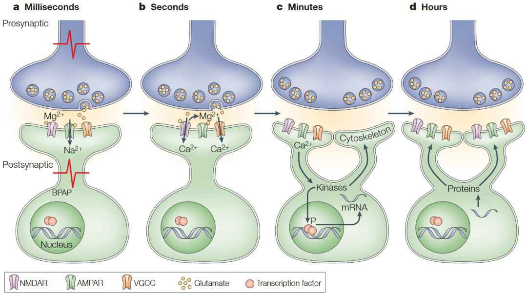 走上学习计算神经科学的“高速路”——《神经计算建模实战：基于BrainPy》新书发布 - 知乎