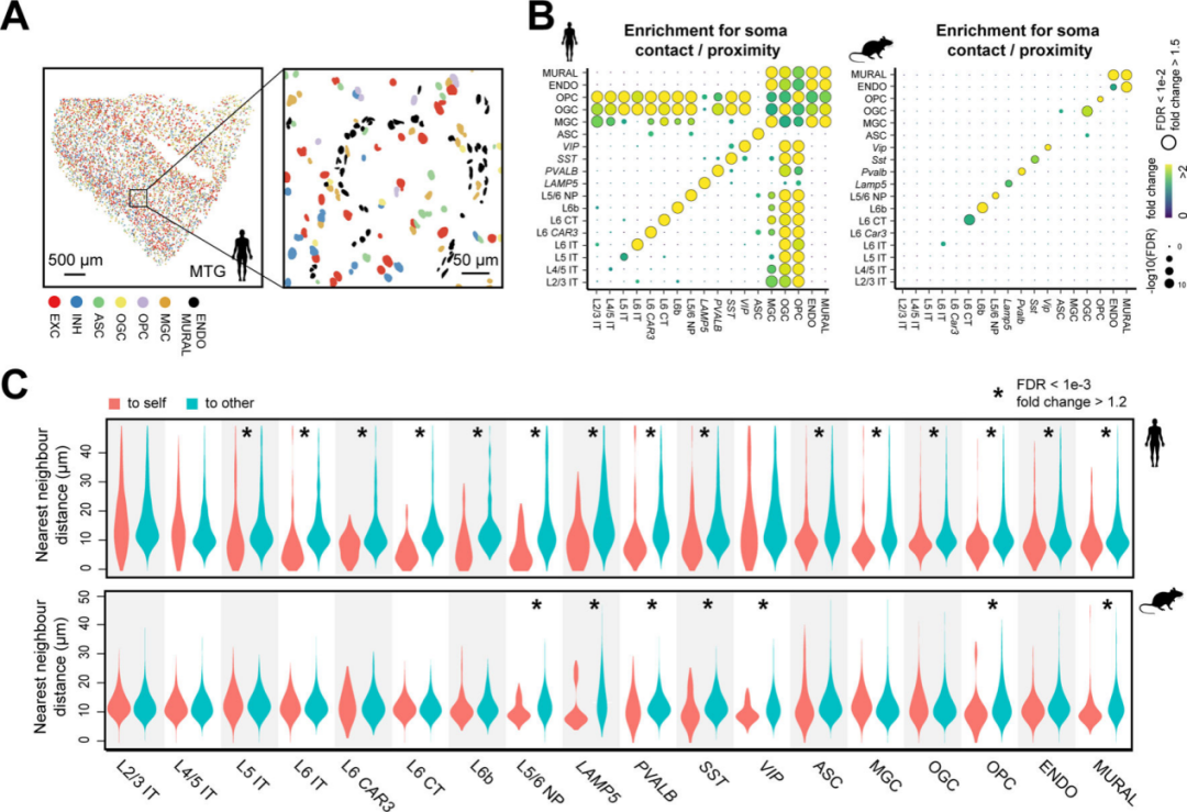 Science | MERFISH揭示人和小鼠大脑皮层细胞的保守性和差异性 - 知乎