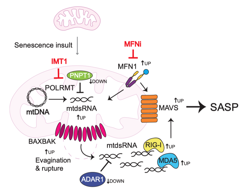 Nature子刊丨线粒体 dsRNA 释放到细胞质是衰老细胞炎症表型的关键驱动因素 - 知乎