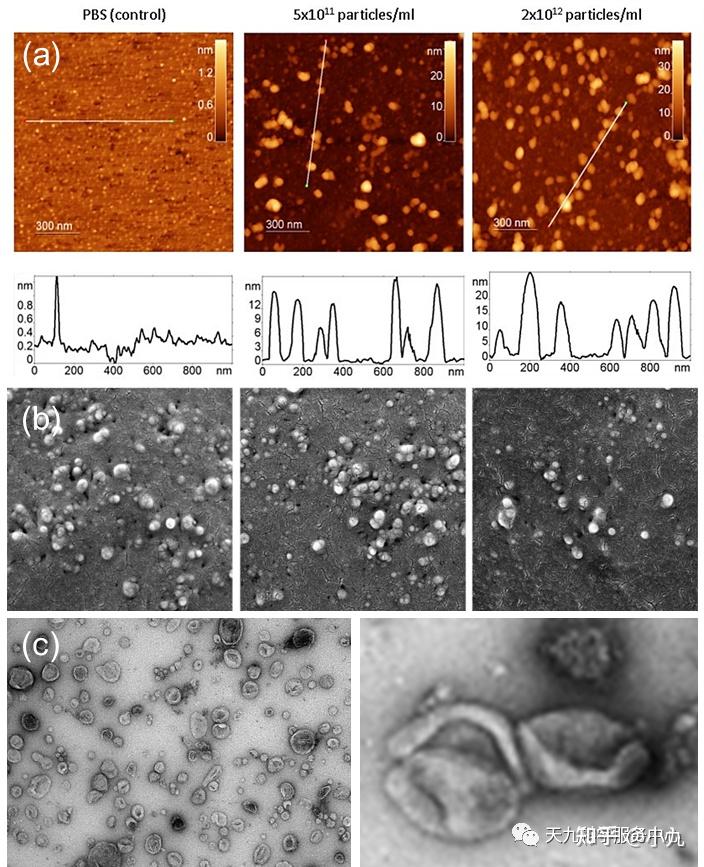 多维度外泌体表征，你还缺哪一个？ - 知乎
