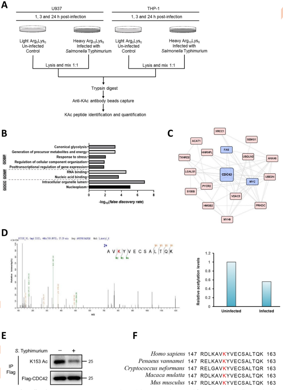 PLoS Pathog︱上海交通大学姚玉峰/卢捷课题组合作发现病原菌可通过调节宿主CDC42乙酰化修饰促进结直肠癌发生发展 - 知乎