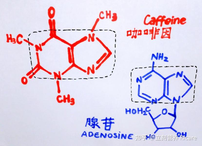每天坚持喝咖啡会怎么样？ - 知乎