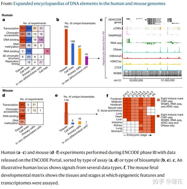 ENCODE项目第三期论文解读之一：扩增的人和小鼠基因组的DNA元件百科 - 知乎