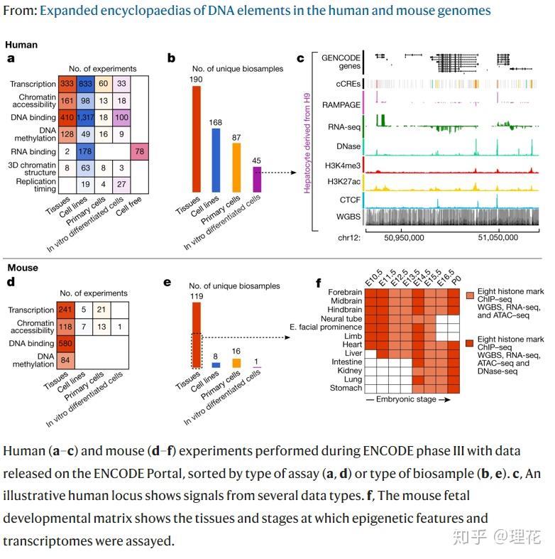 ENCODE项目第三期论文解读之一：扩增的人和小鼠基因组的DNA元件百科 - 知乎
