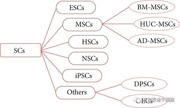 干细胞治疗脊髓损伤的作用机制及研究进展 - 知乎