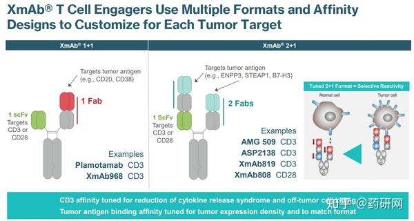 Fc工程化：Xencor的双抗技术梳理 - 知乎
