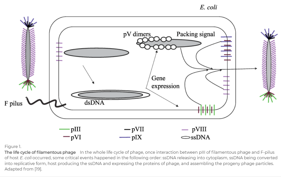 噬菌体展示：蛋白质与核酸偶联的理想平台 - 知乎