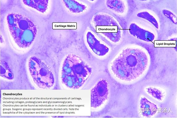 组织胚胎学总结：软骨 - 知乎