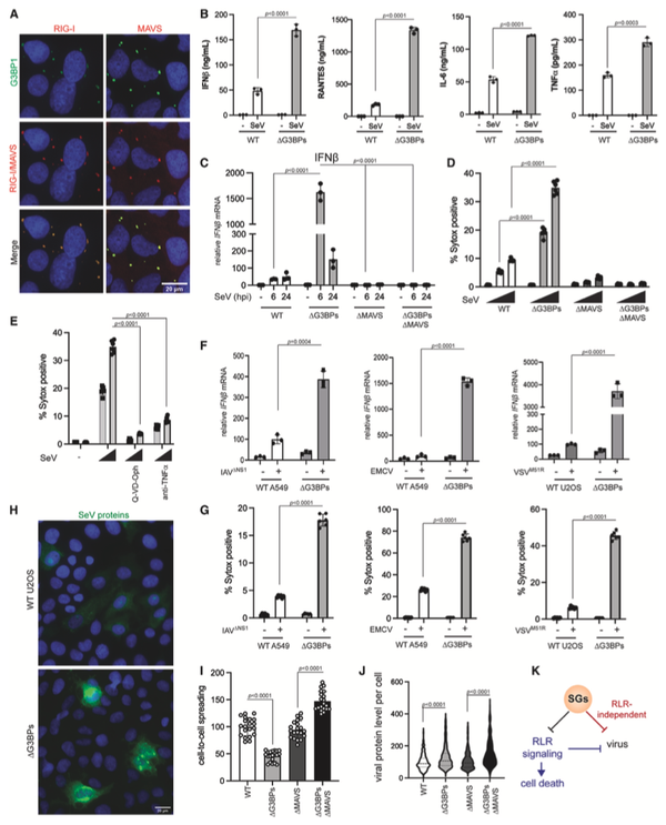 Molecular Cell丨应激颗粒是减震器，可防止对 dsRNA 产生过度的先天免疫反应 - 知乎