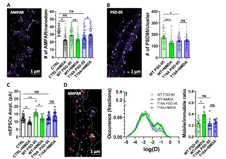 Nat Commun：突触可塑性调节的新机制 - 知乎