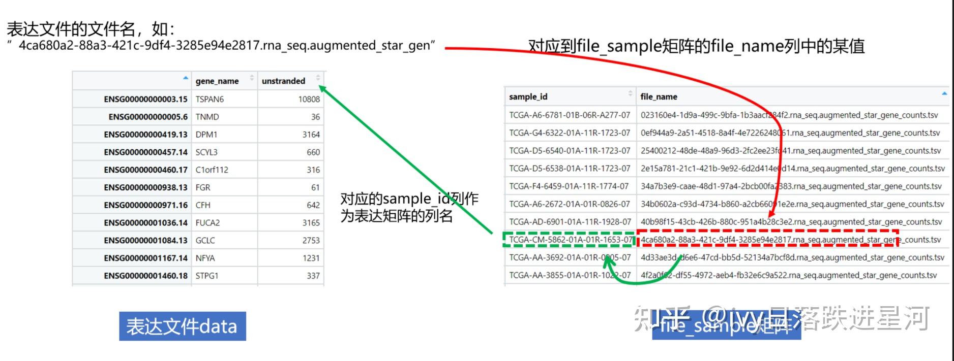 2024年下载、R语言整理TCGA基因表达数据 - 知乎