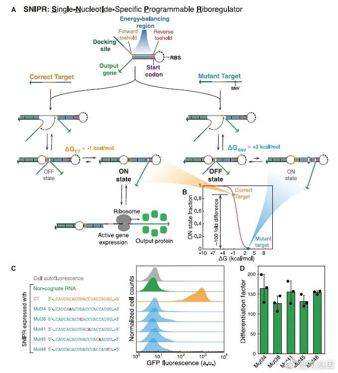 Cell | RNA传感器可准确廉价地检测单核苷酸突变 - 知乎