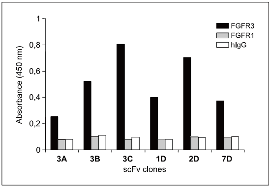 靶向FGFR3胞外区域的人scFv抗体的筛选和活性研究 - 知乎