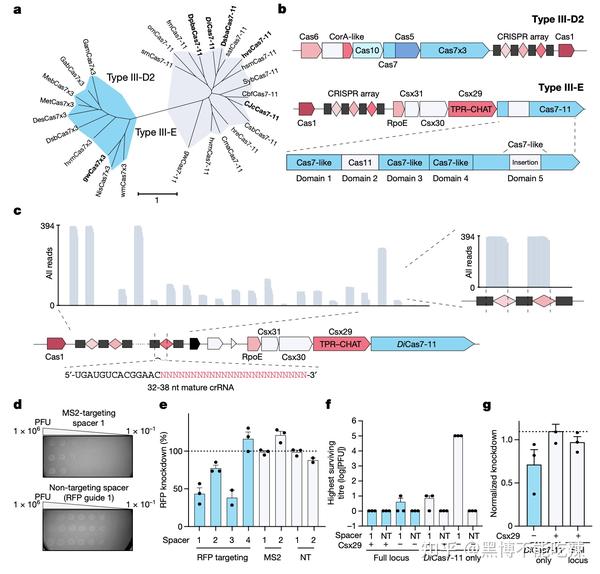 RNA靶向性的Type III CRISPR Cas家族 - 知乎