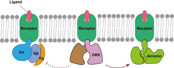 Nature | 上海药物所破解GPCRs的激酶招募及偏向性信号转导机制 - 知乎