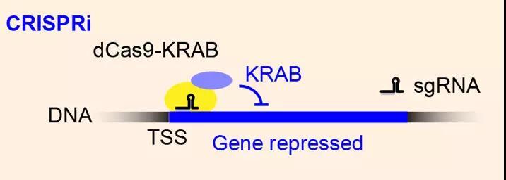 【小鼠大学问】体内内源基因调控CRISPRi与CRISPRa - 知乎