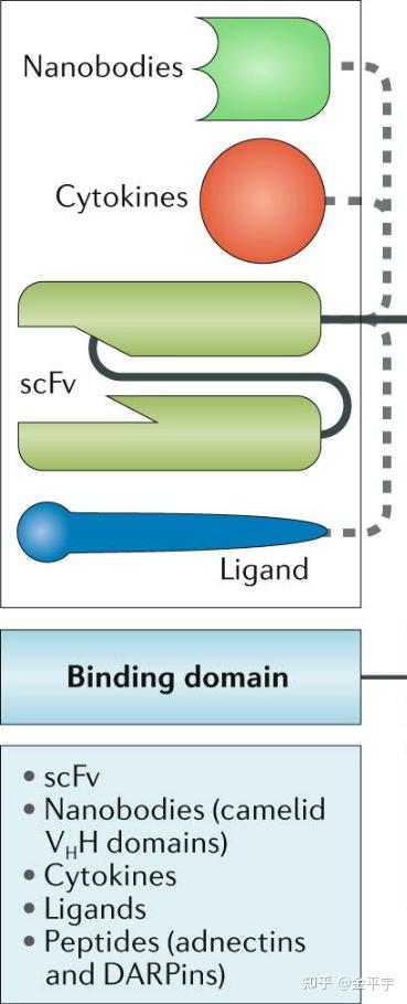 创新CAR-T疗法的工程策略【1】CAR结构设计 - 知乎