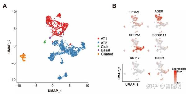 肺上皮细胞单细胞亚群 - 知乎